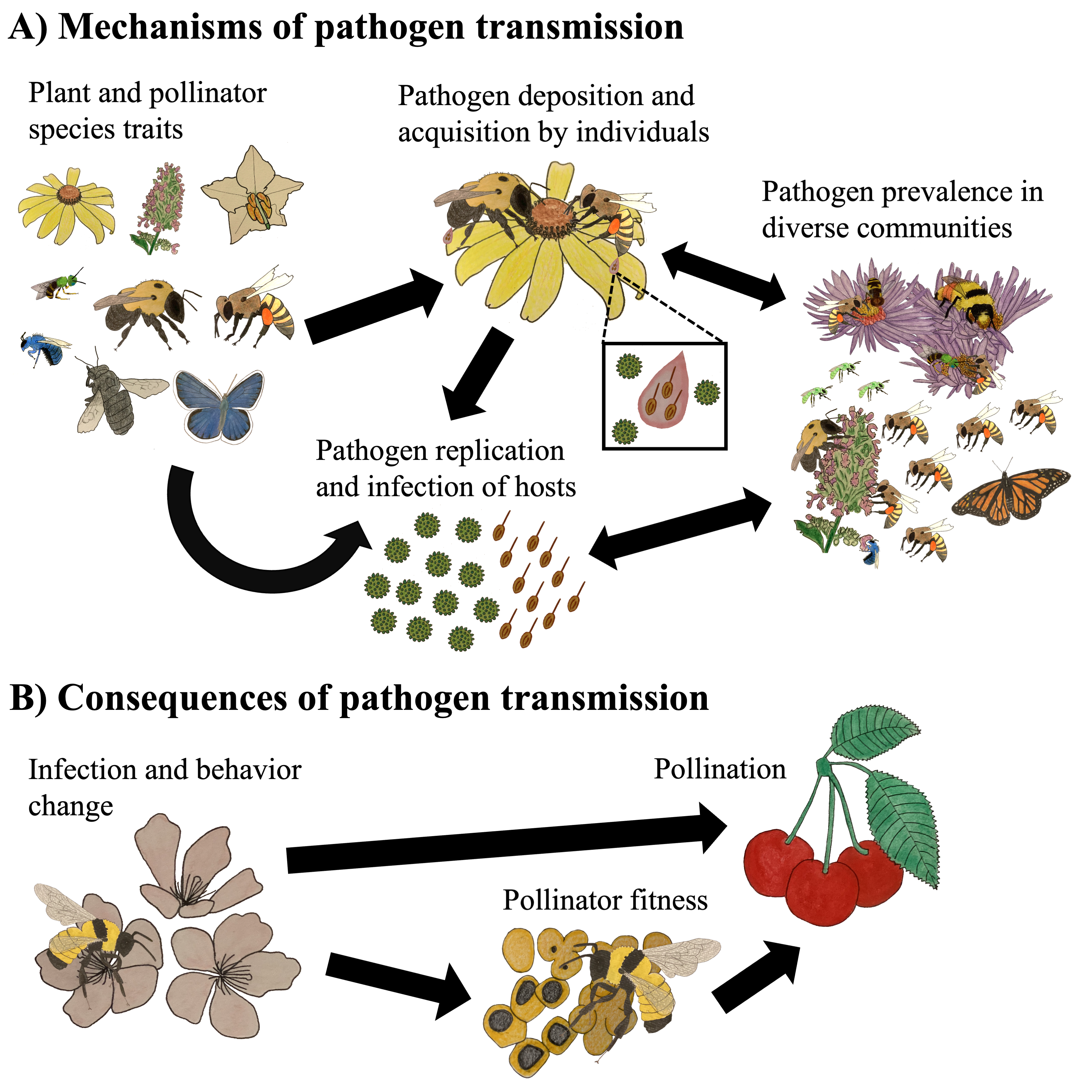 Plant-pollinator-pathogen interactions | Maureen L. Page