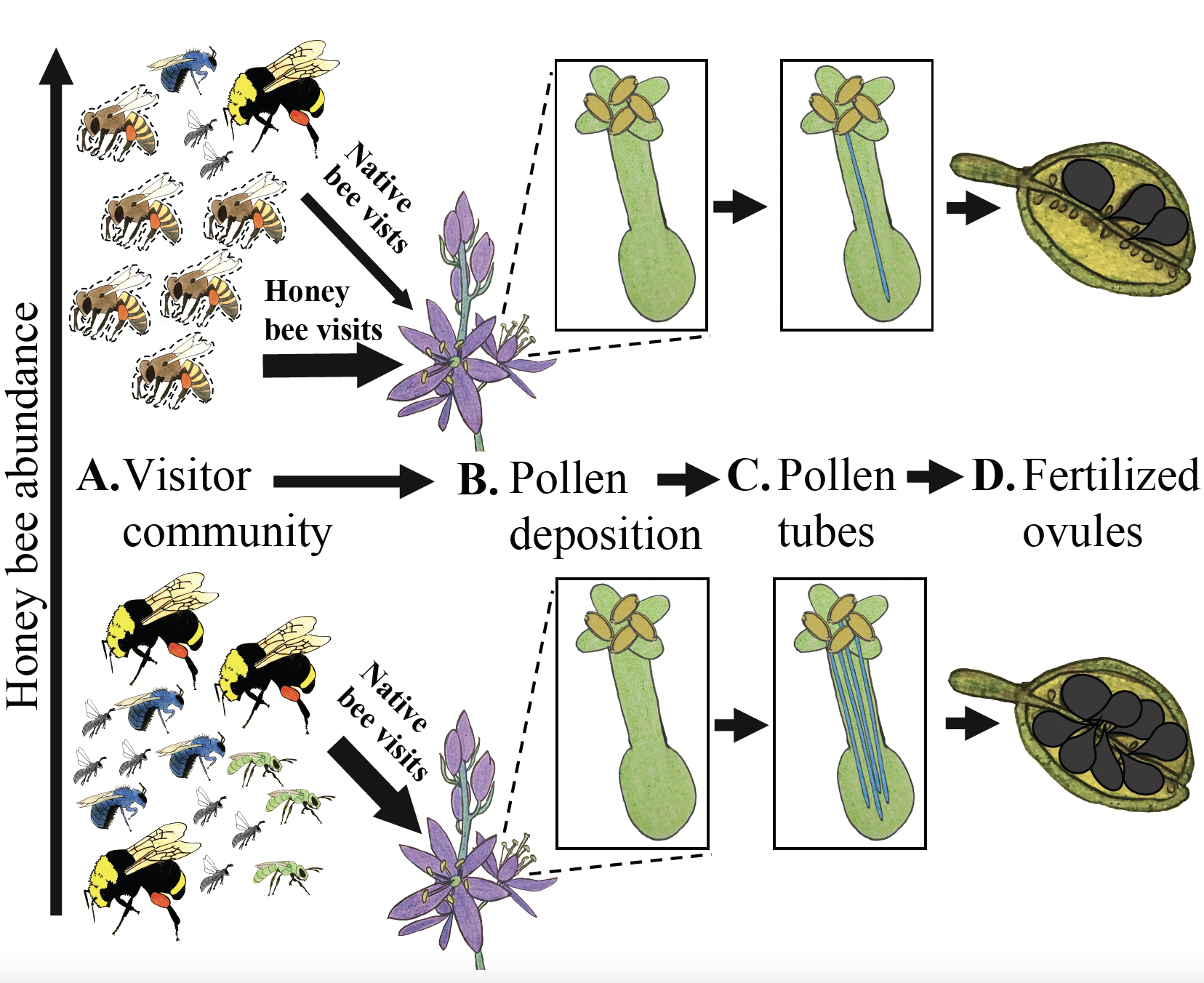 Honey bee introductions displace native bees and decrease pollination of a native wildflower ...