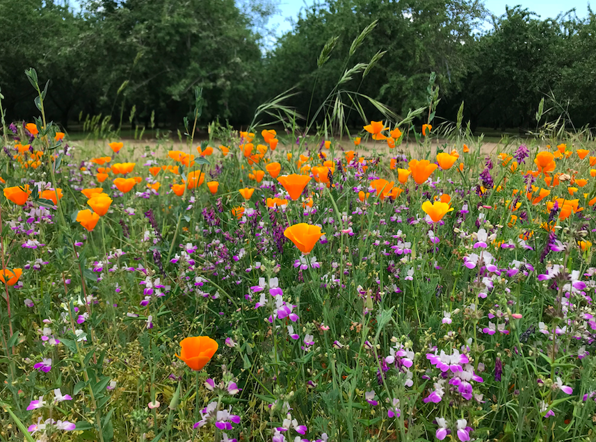 Wildflower plantings and honeybee competition impact nutritional quality of wild bee diets ...